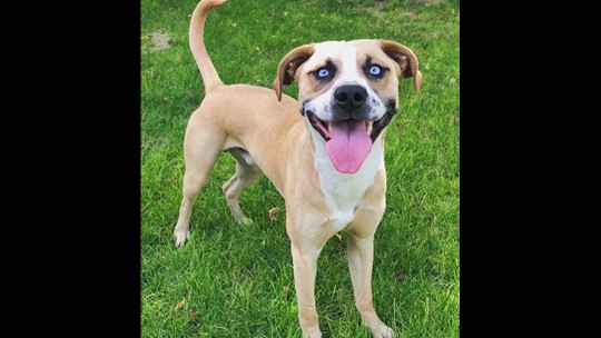 PHOTOS: Lots of dogs, puppies in Boise need forever homes | ktvb.com