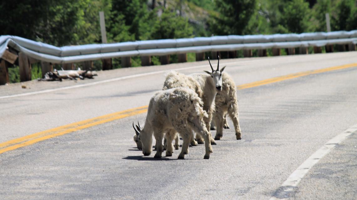 Mountain goats create traffic jam on Idaho highway | ktvb.com