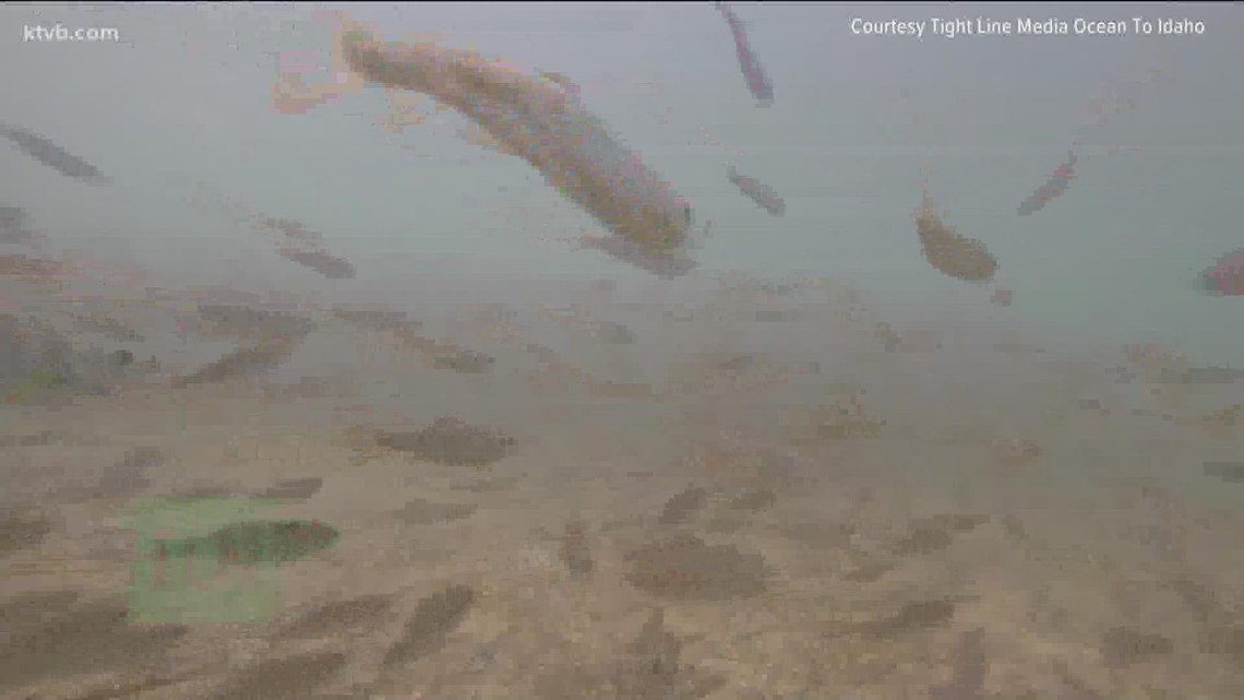Rare 7-foot fish washed ashore on Oregon’s coast garners worldwide ...