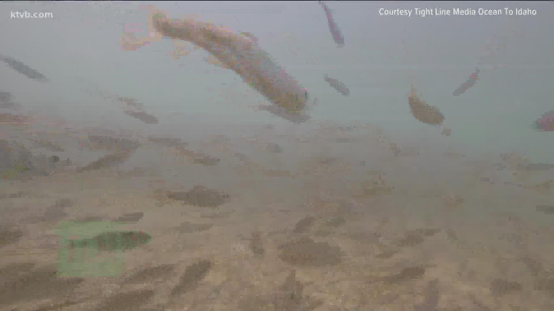 Rare 7-foot fish washed ashore on Oregon’s coast garners worldwide ...