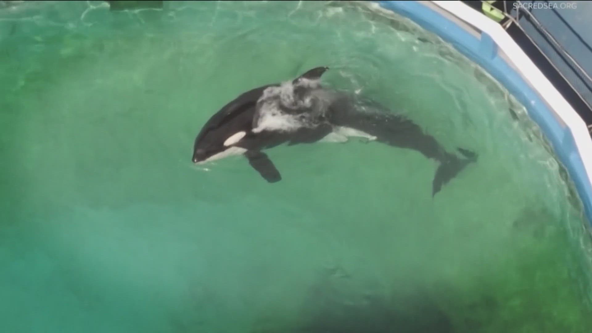 Southern resident orcas now considered an endangered species in Oregon ...