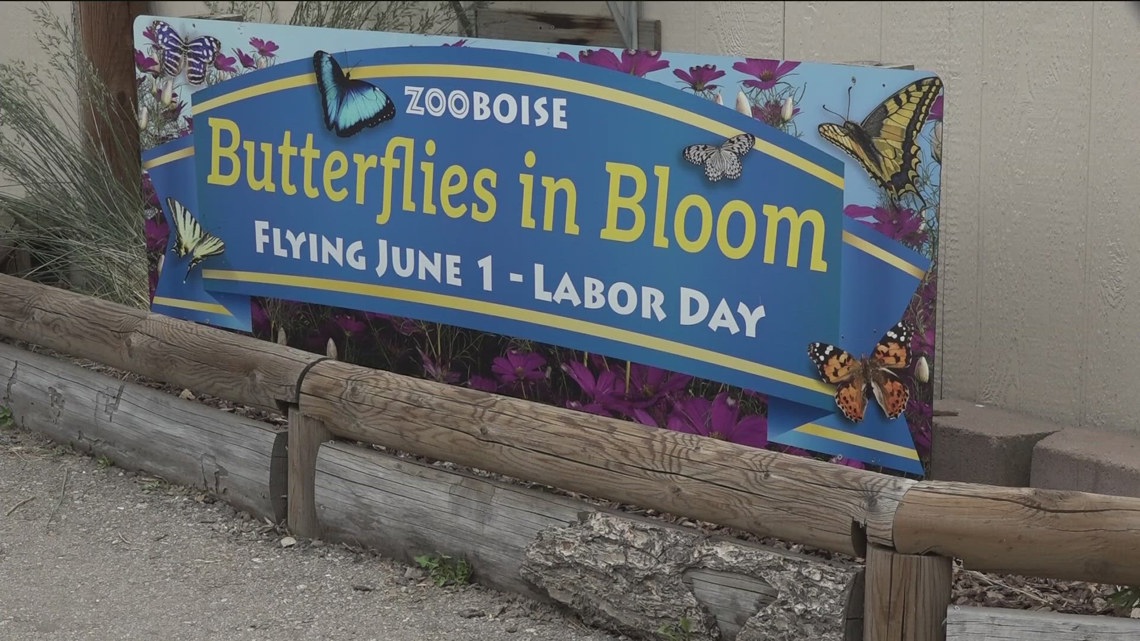 Zoo Boise's 'Butterflies in Bloom' exhibit is the bee's knees | ktvb.com