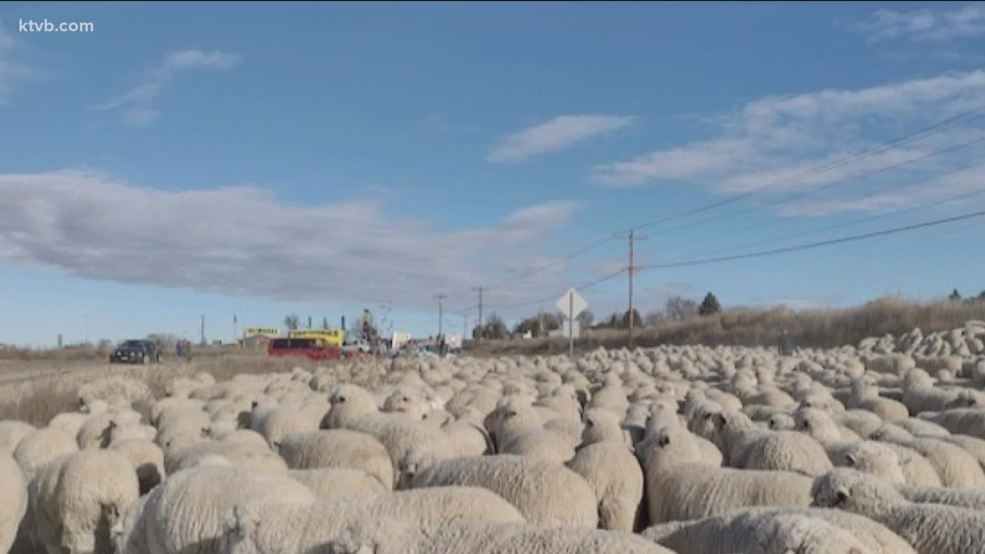 Massive flock of sheep make their way through Caldwell | ktvb.com
