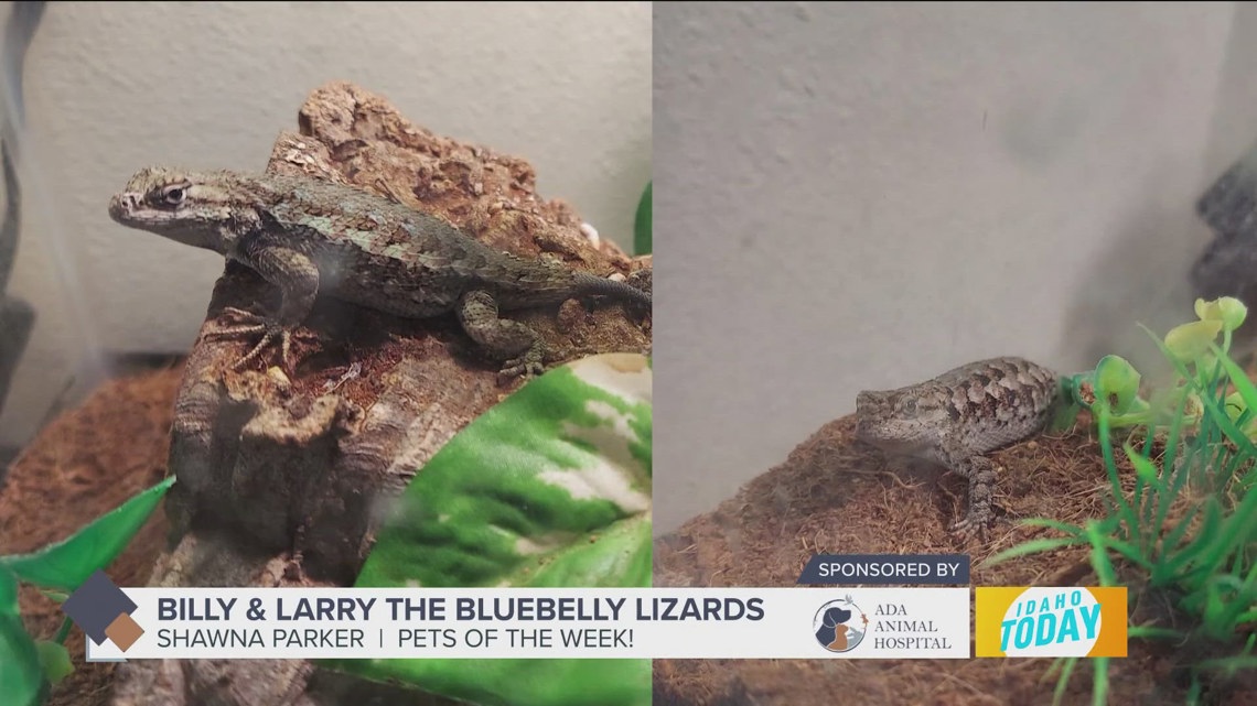 Pet Pics: Blue Belly Lizards unite! | ktvb.com