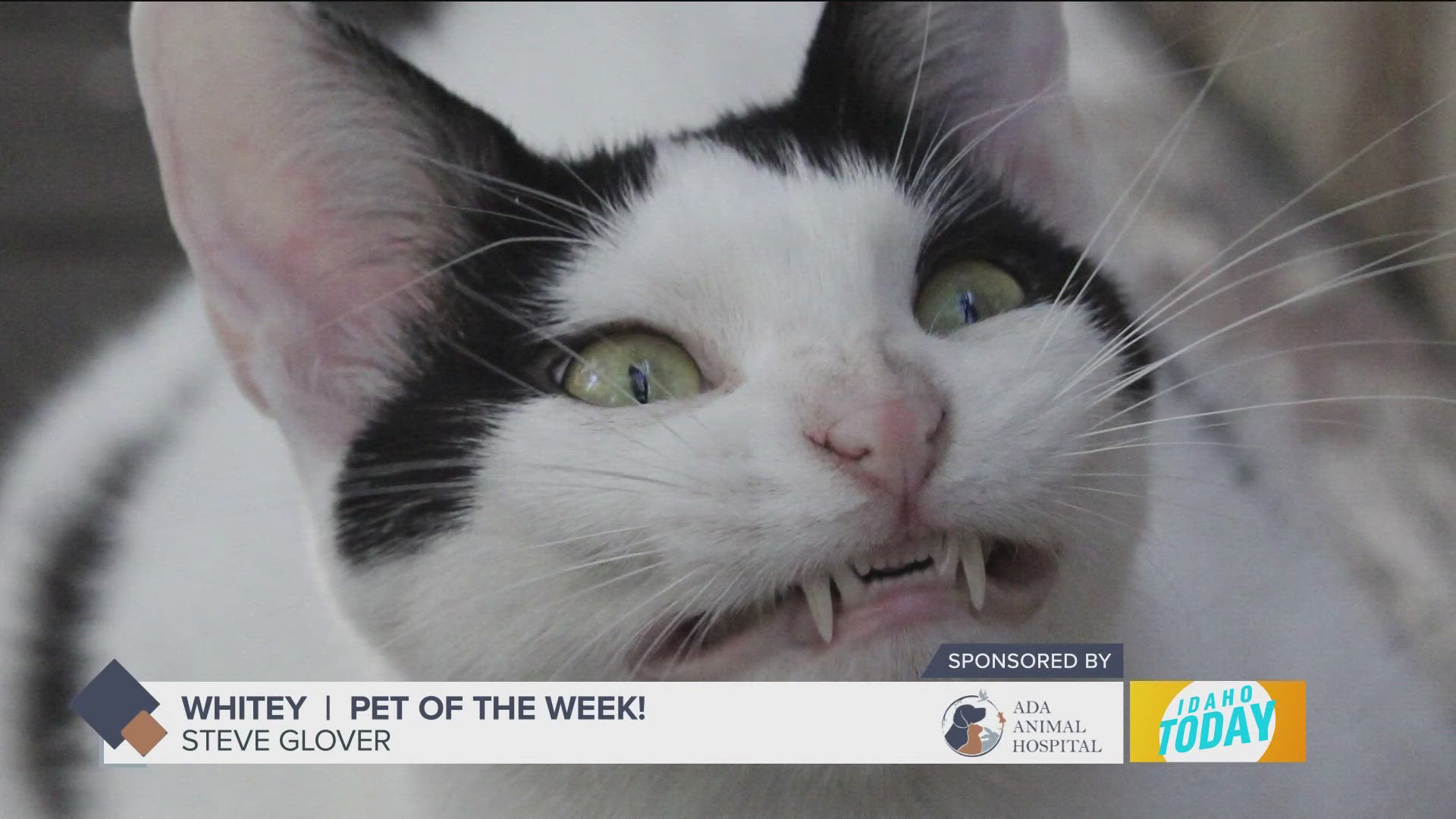 Pet Pics: Whitey's got the pearly whites! | ktvb.com