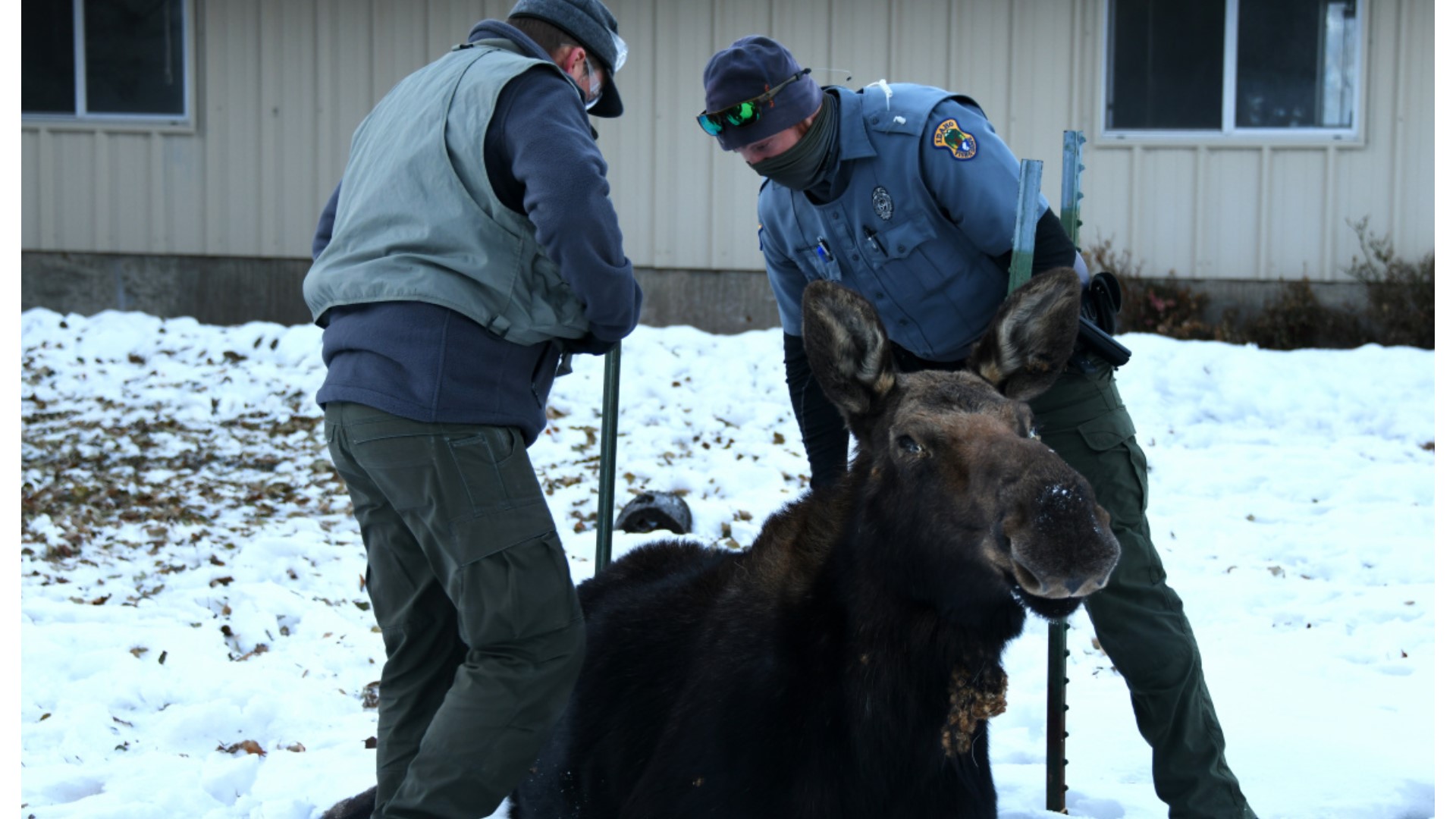 Fish and Game biologists capture, treat sick moose in Hailey | ktvb.com