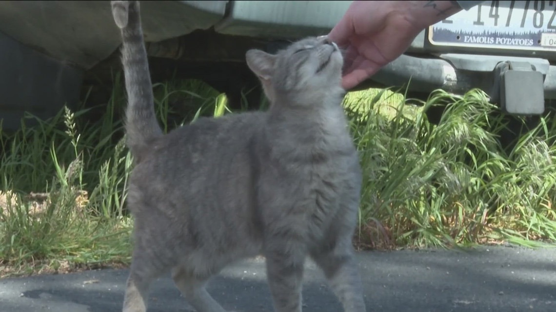 Mountain Home weighs legalizing TNR for feral cats | ktvb.com