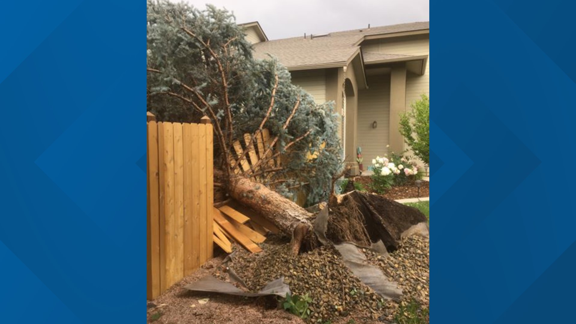 Trees toppled across the Treasure Valley after thunderstorms bring 50 ...