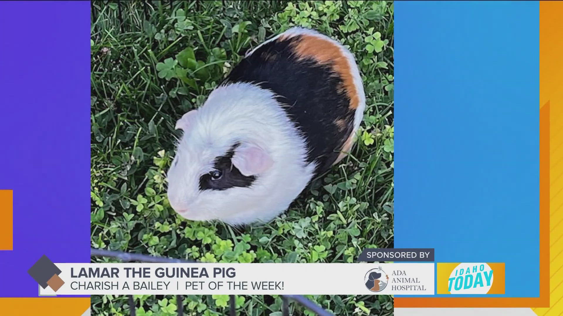 And it's Lamar the Guinea Pig for the win! | ktvb.com