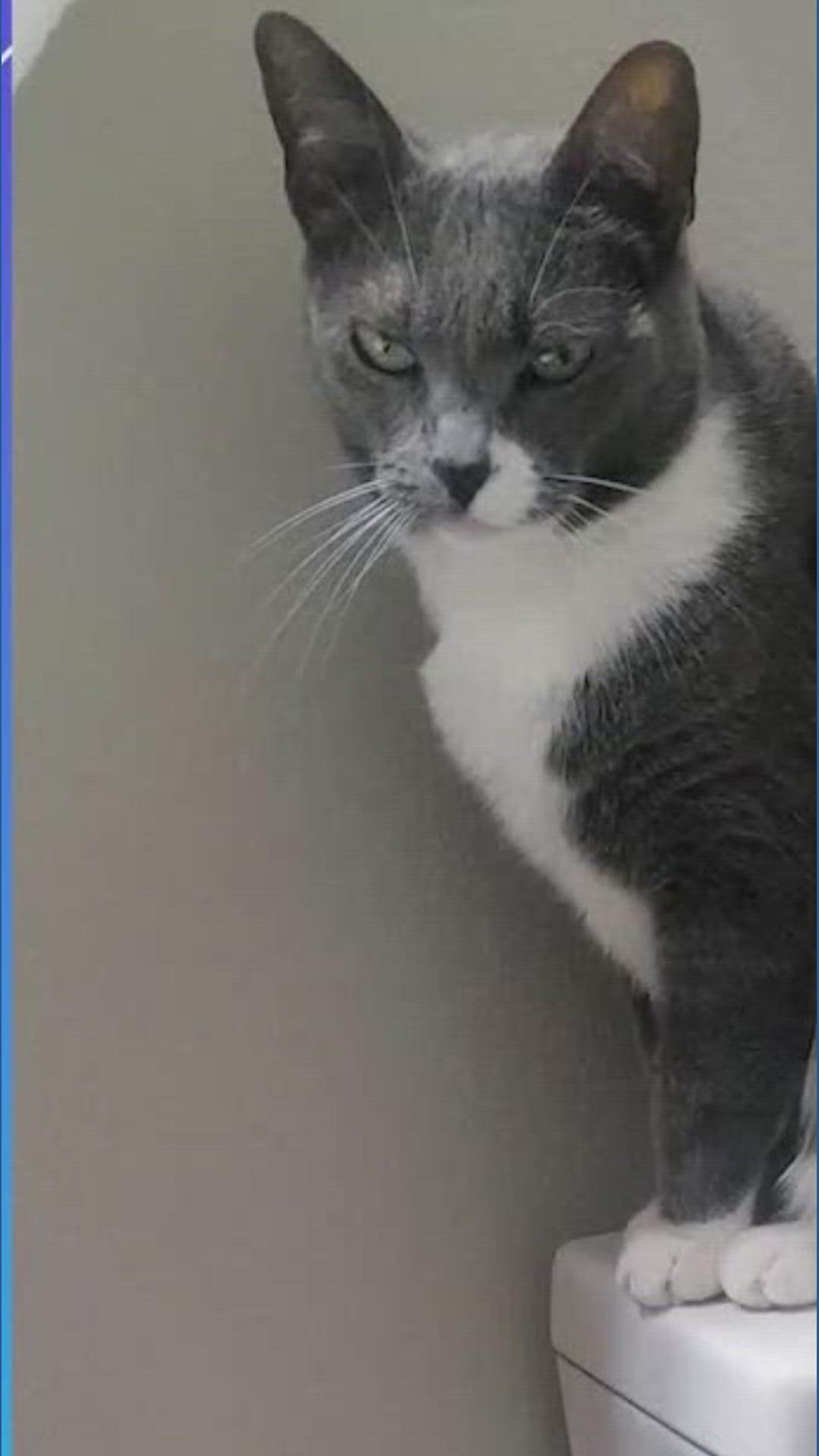 Pet Pics: Kimba loves to get scratches | ktvb.com