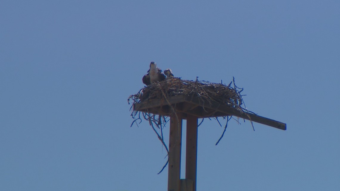 Bird of prey builds nest on top of light tower at home of the Boise ...