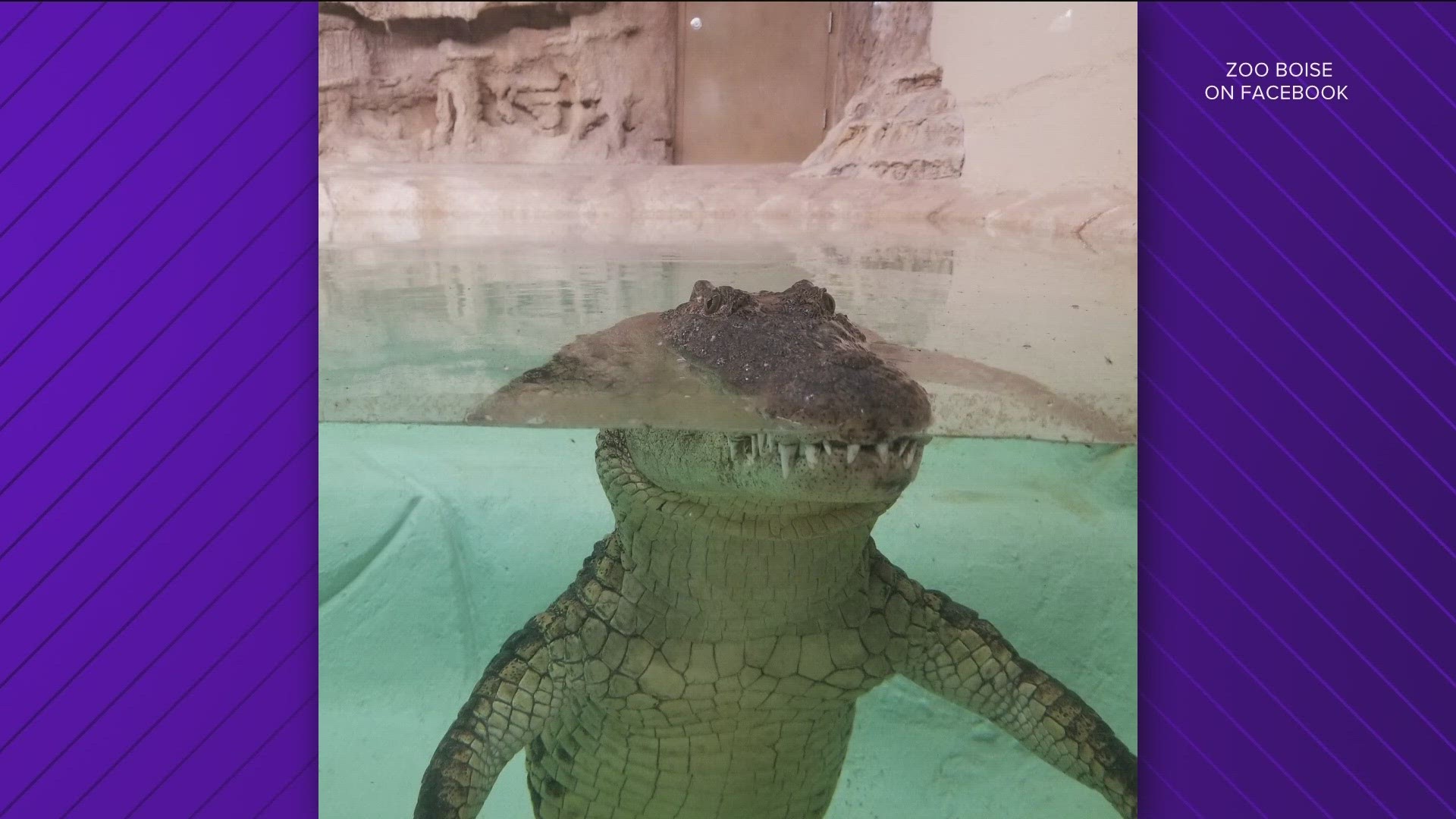 Croctober with Zoo Boise | ktvb.com
