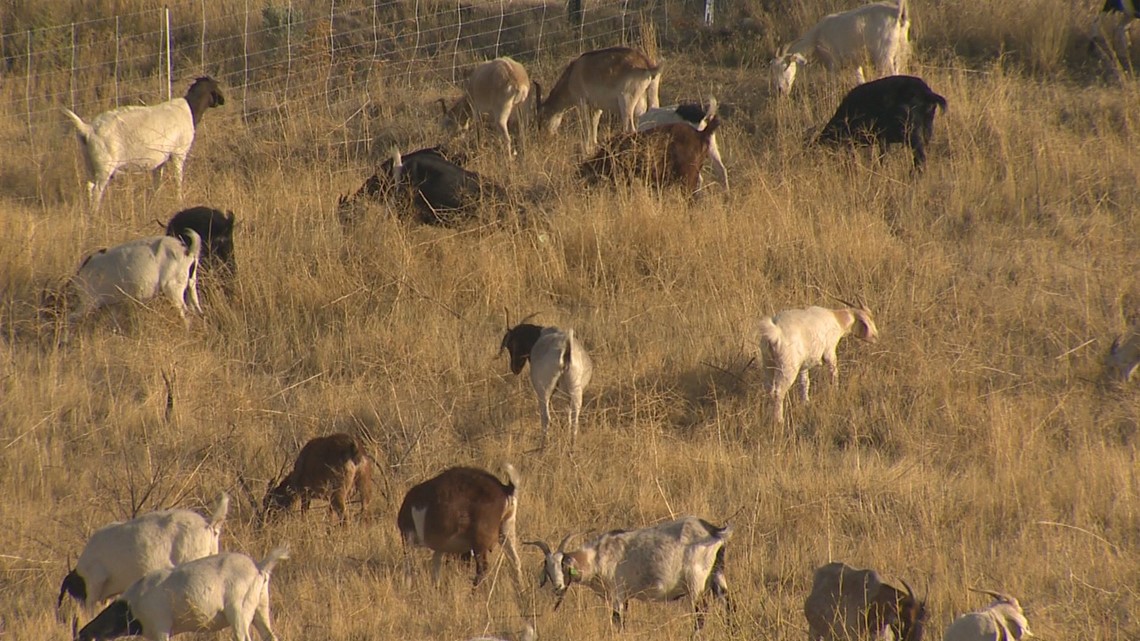 Kuna farm animal sanctuary holds holiday event | ktvb.com