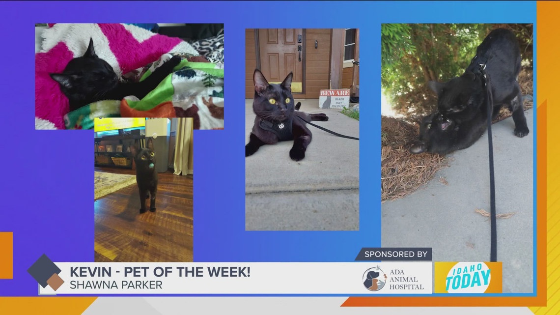 Kevin the cat wins Pet of the Week! | ktvb.com