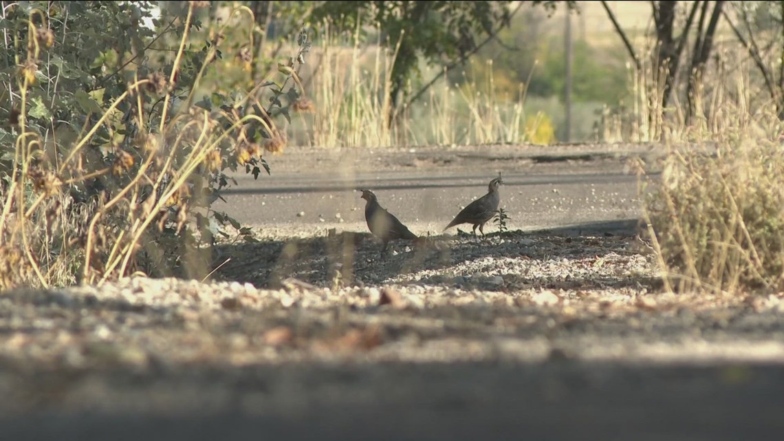 Montour WMA enhances bird habitat with diverse crops | ktvb.com