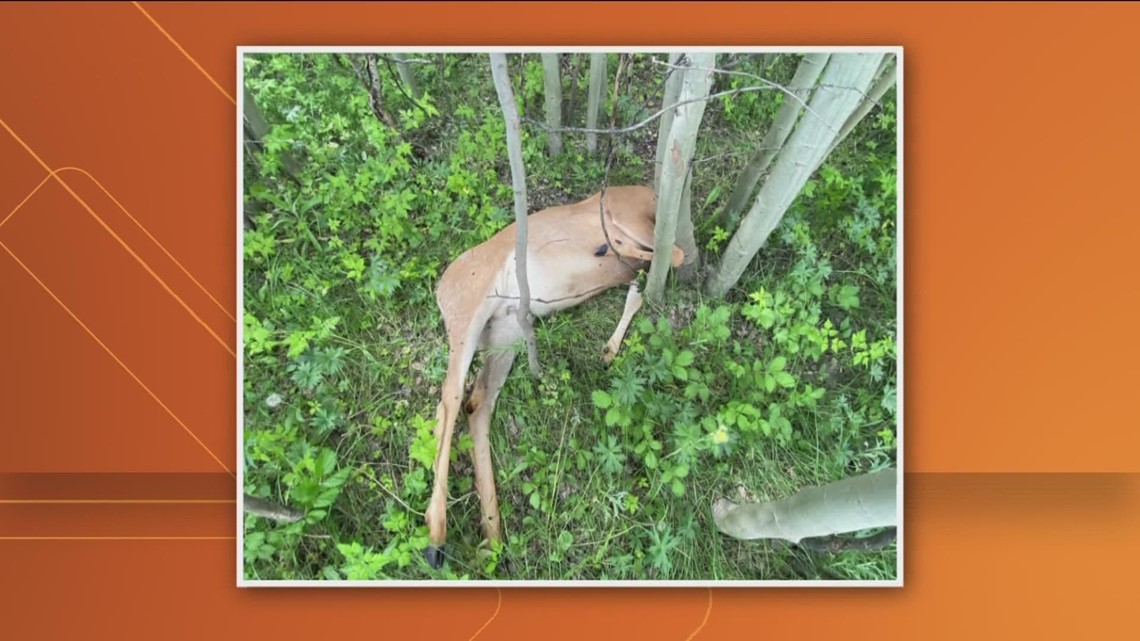 Mule deer shot and left to waste in Madison County | ktvb.com