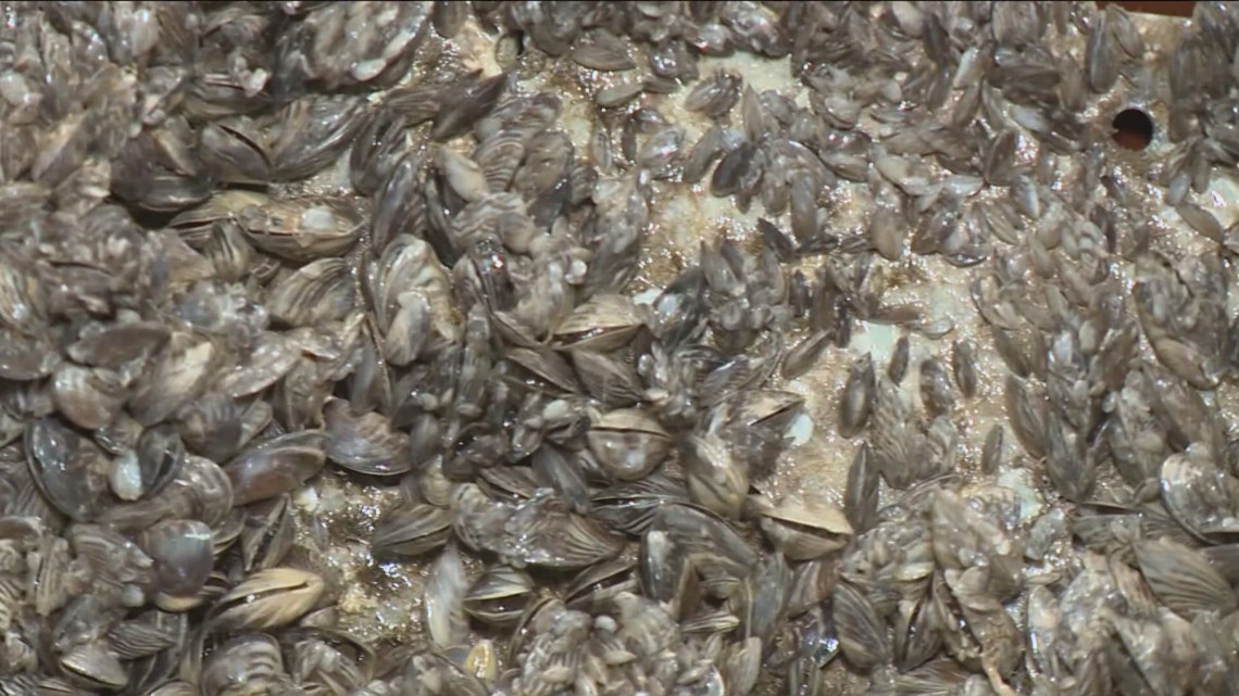 Idaho officials share Snake River quagga mussel testing results | ktvb.com
