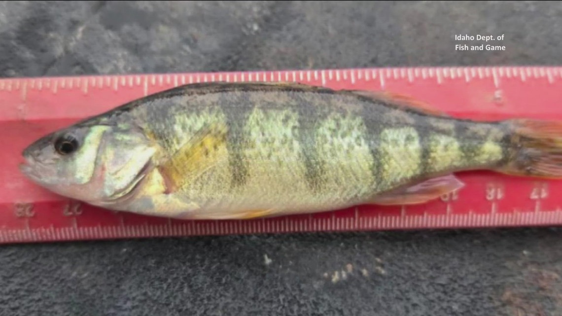 Illegally stocked yellow perch caught in Island Park Reservoir | ktvb.com