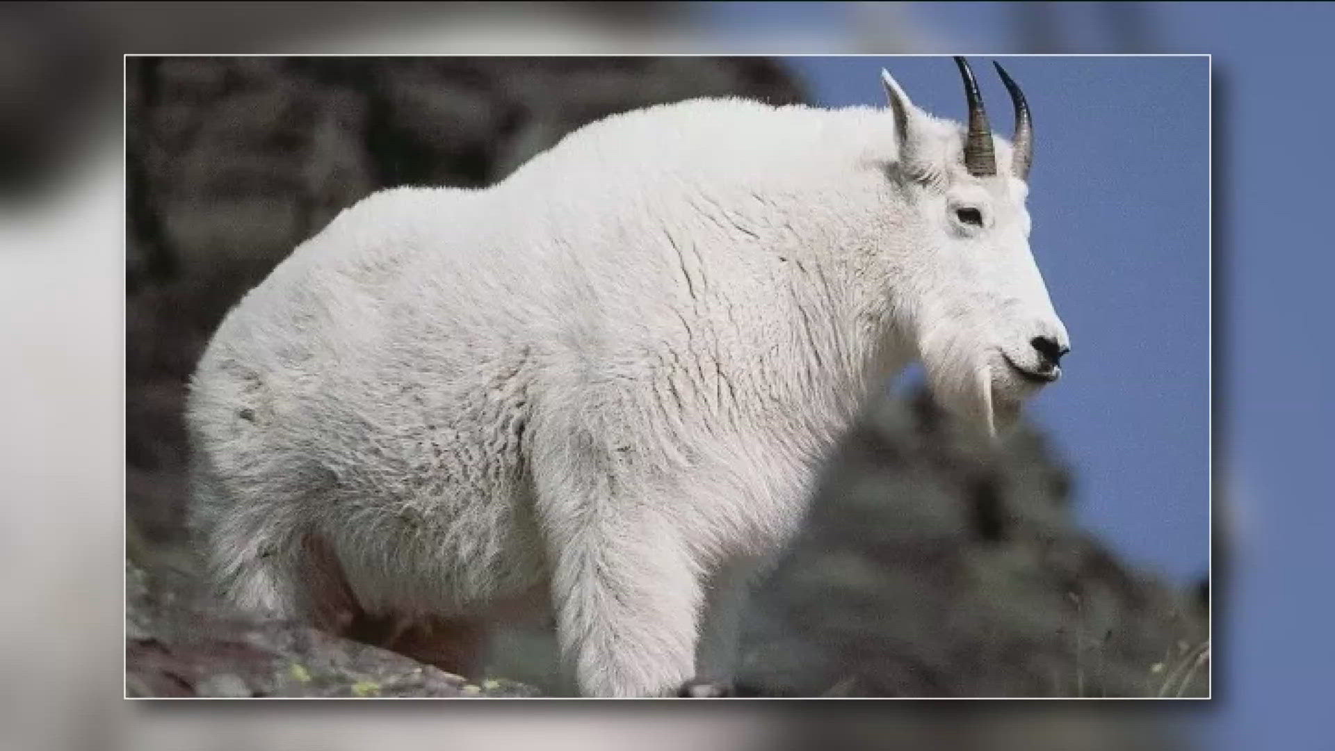 Aggressive goats not kidding around on an Oregon river | ktvb.com