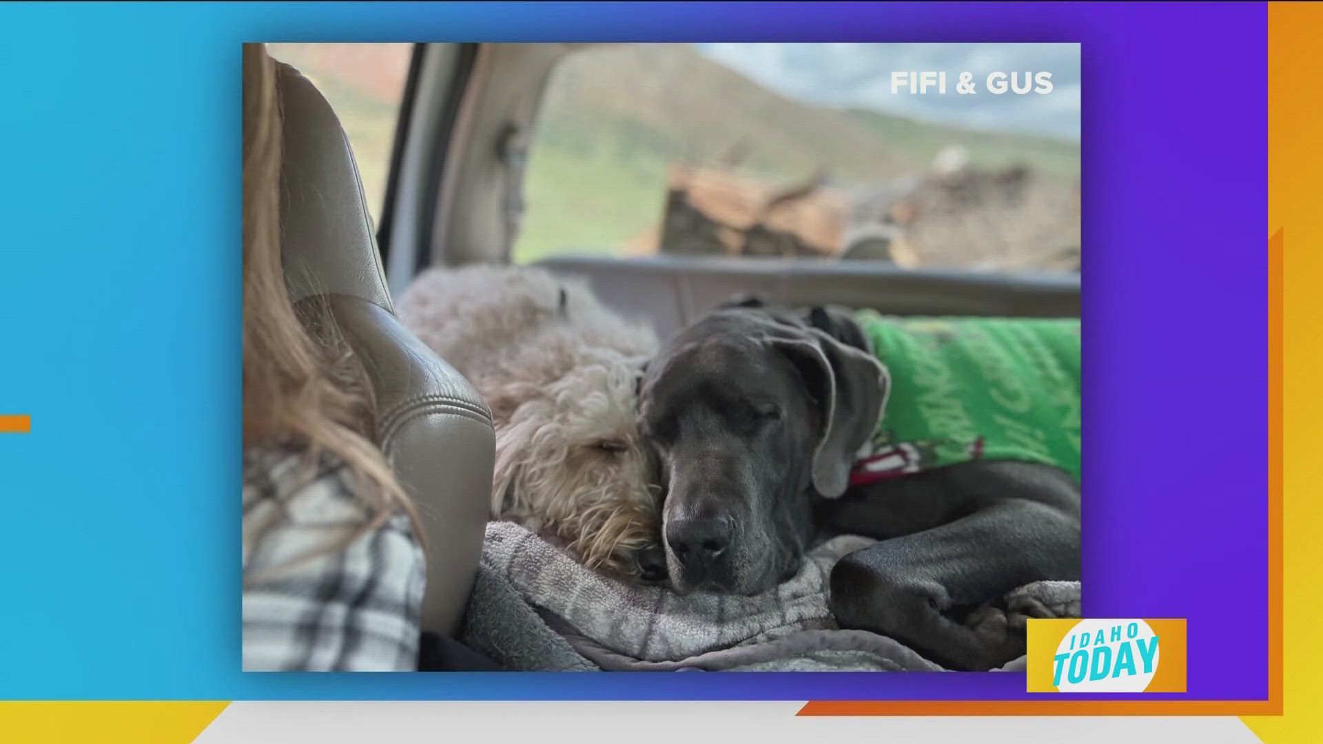Pet Pics: Camping wears Fifi & Gus out! | ktvb.com