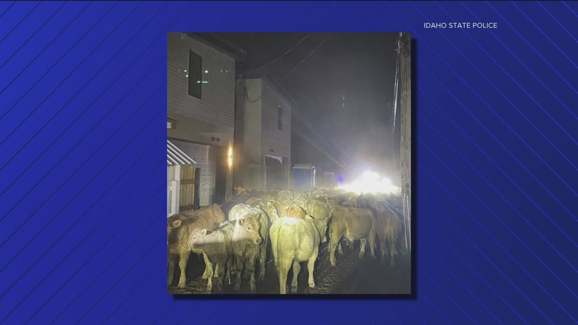 Holy Cow: Udderly large herd of bovines amble through Boise ...
