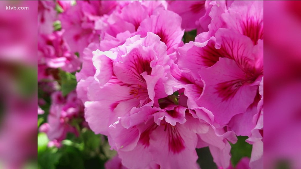 You Can Grow It: Beautiful geraniums | ktvb.com