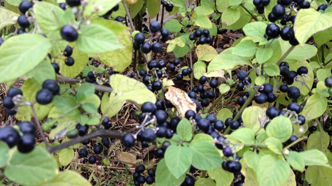 Why is Idaho's state fruit the huckleberry? | ktvb.com
