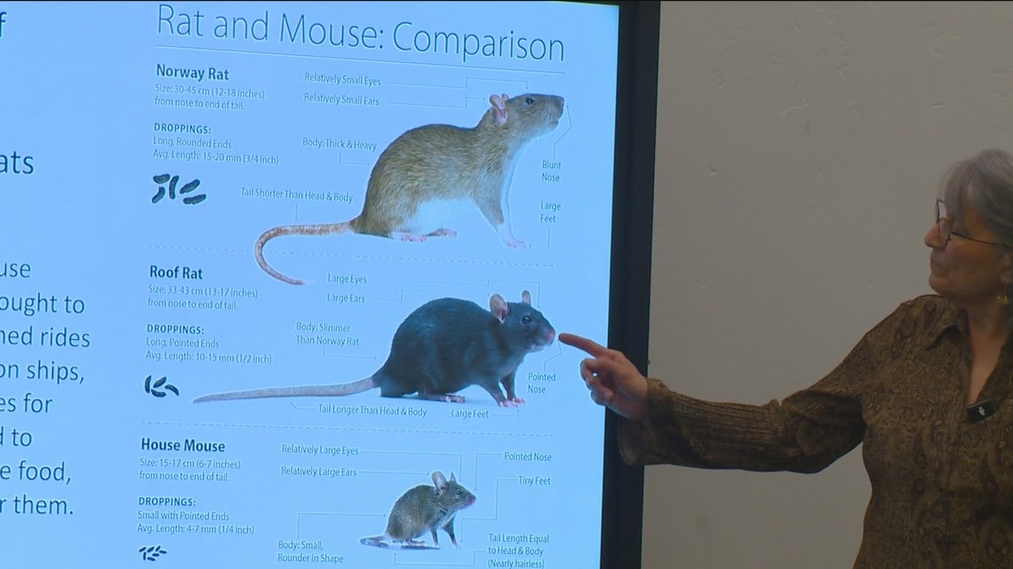 Eagle residents learn to combat rats expecting 2025 population increase ...
