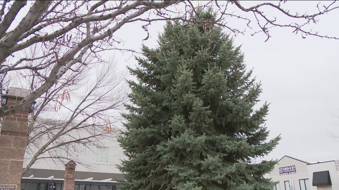 Meridian's Christmas tree makes short journey to new home in ...