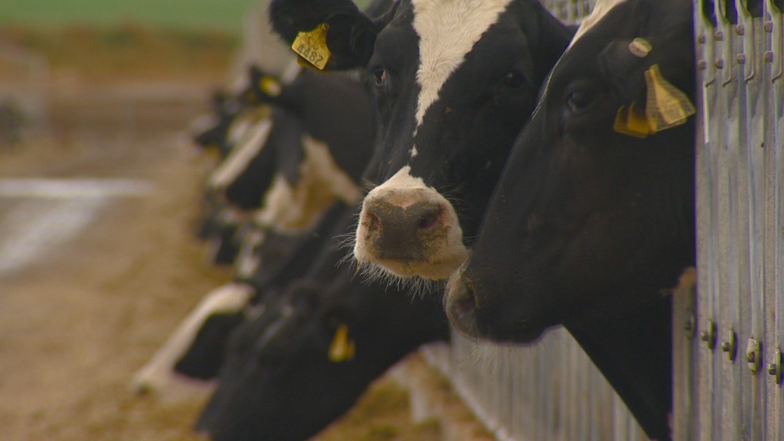 Idaho officials report first case of HPAI found in cows | ktvb.com