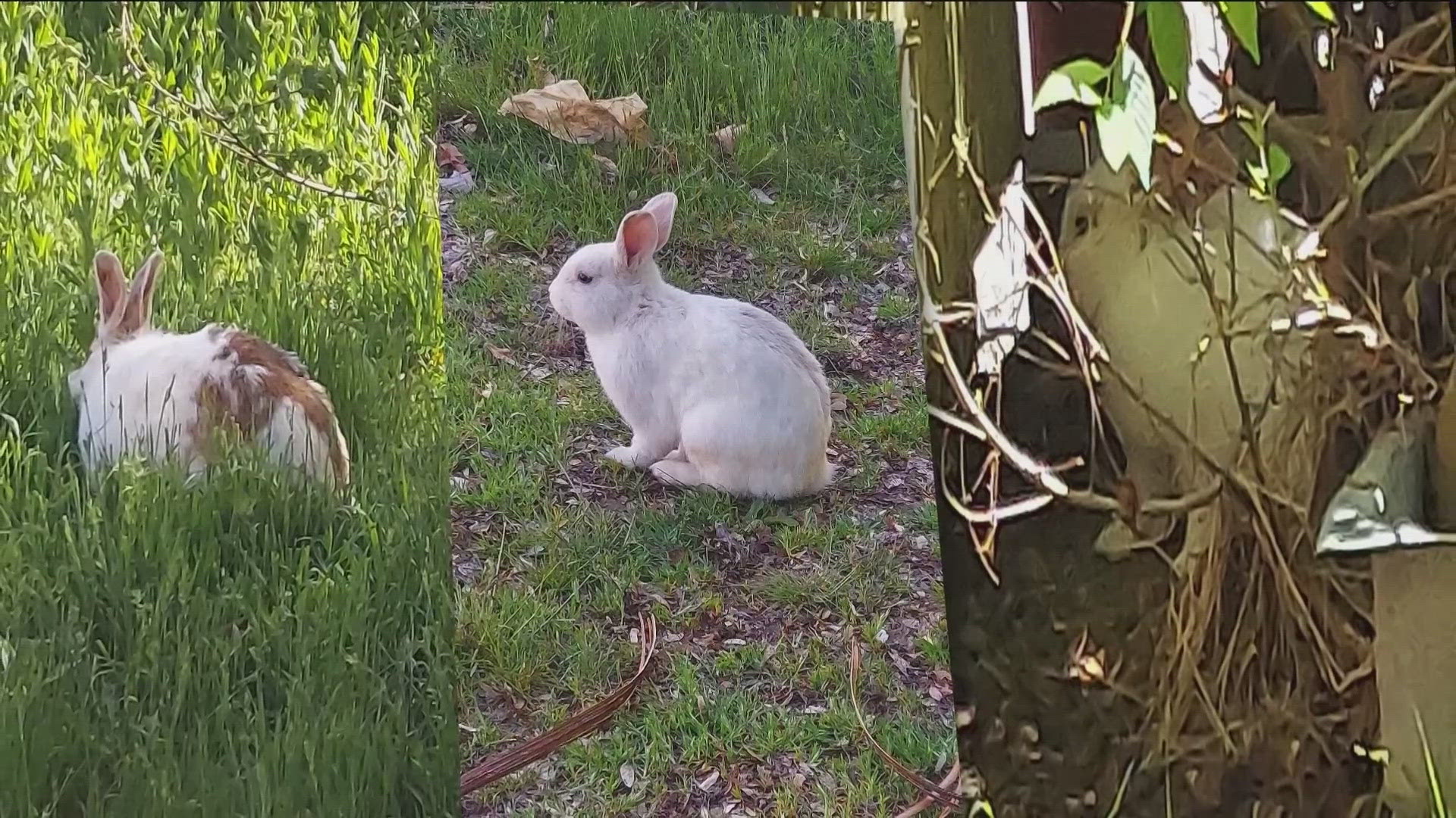 Idaho Humane Society will not take in free-roaming rabbits starting May ...