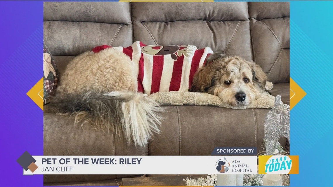 Pet Pics: Riley sitting pretty during holiday break | ktvb.com