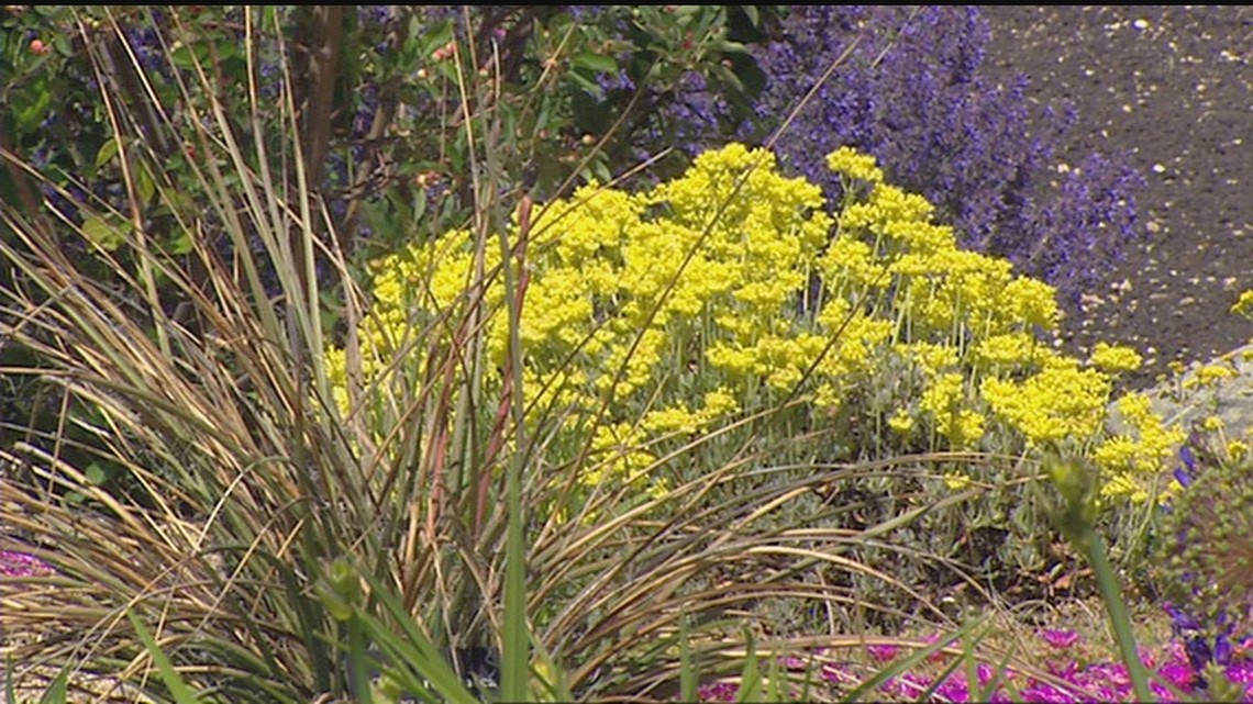 You Can Grow It: How to plant firewise landscapes around your home ...