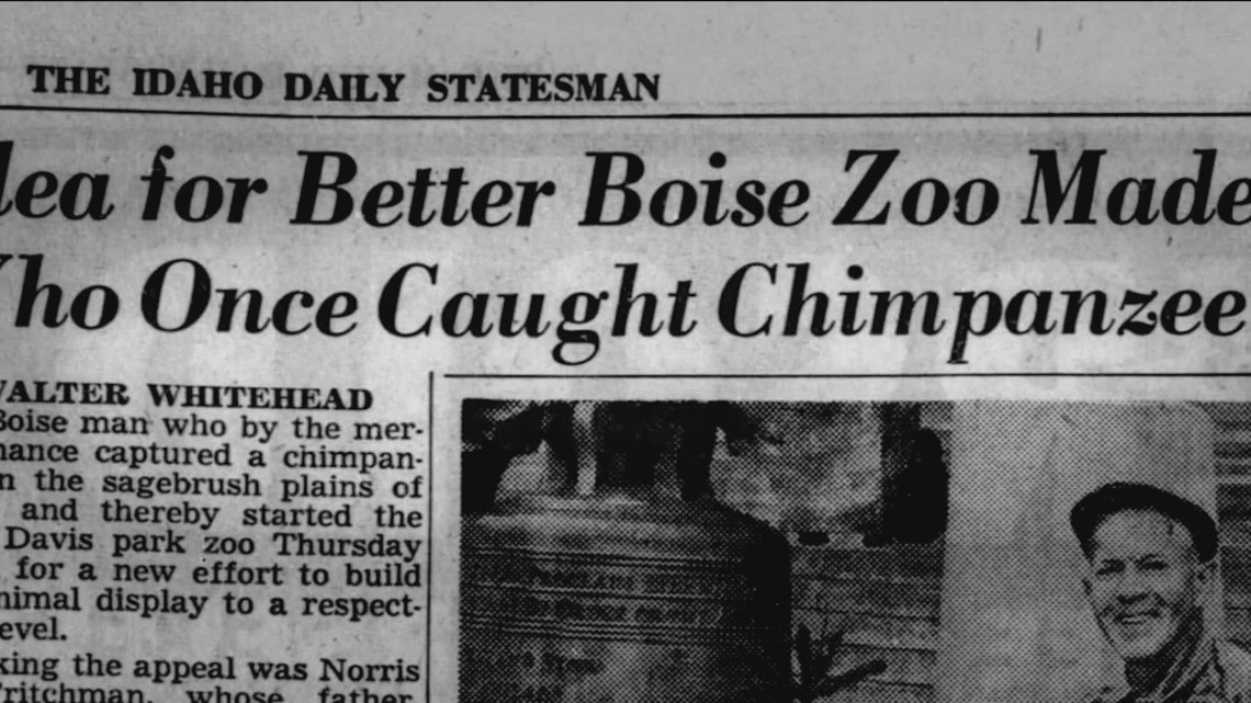 A chimpanzee escaped the circus and became one of the animals at Zoo ...