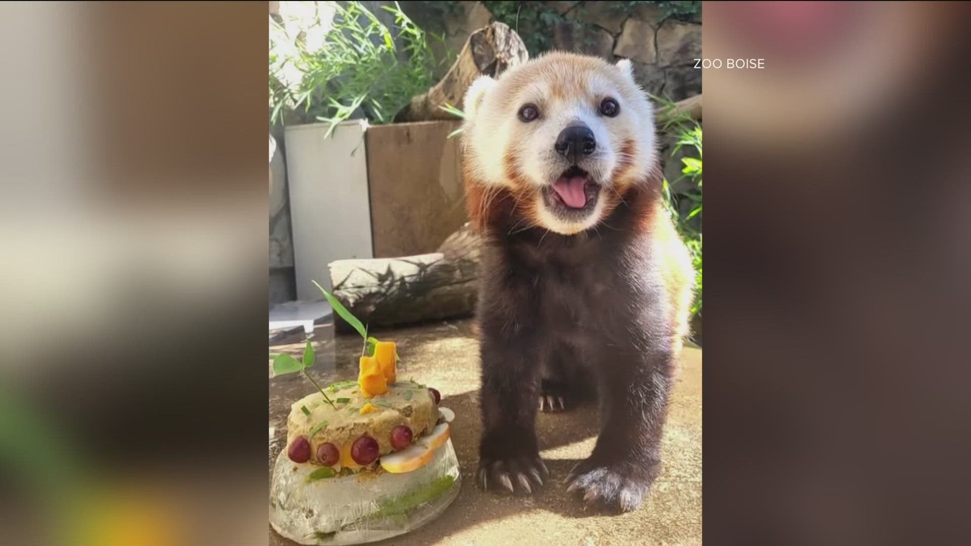 Zoo Boise mourns the loss of 'beloved' 14-year-old red panda | ktvb.com