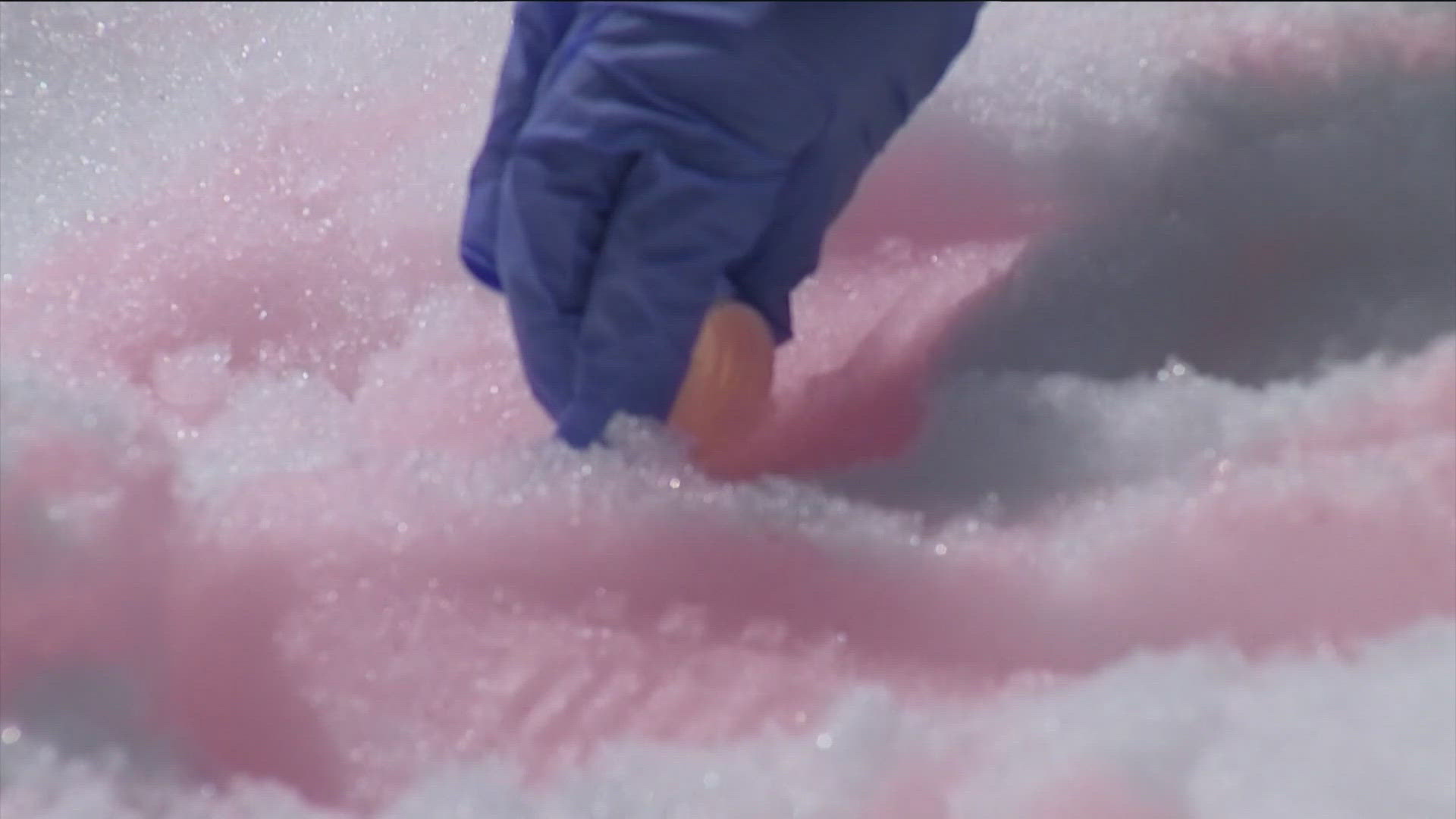 Washington researchers studying pink snow, testing samples | ktvb.com