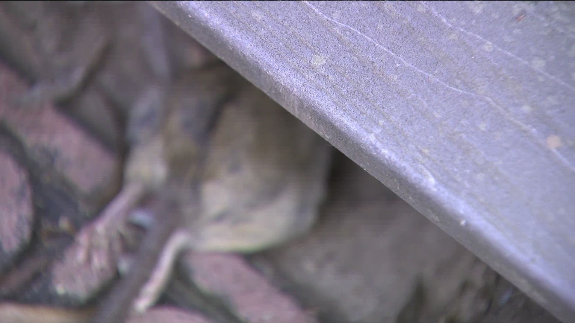 Rat sighting continue to rise in Treasure Valley, officials say | ktvb.com