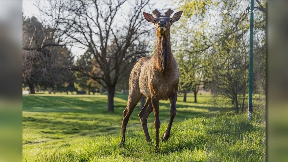 Elk spotted on golf course | ktvb.com