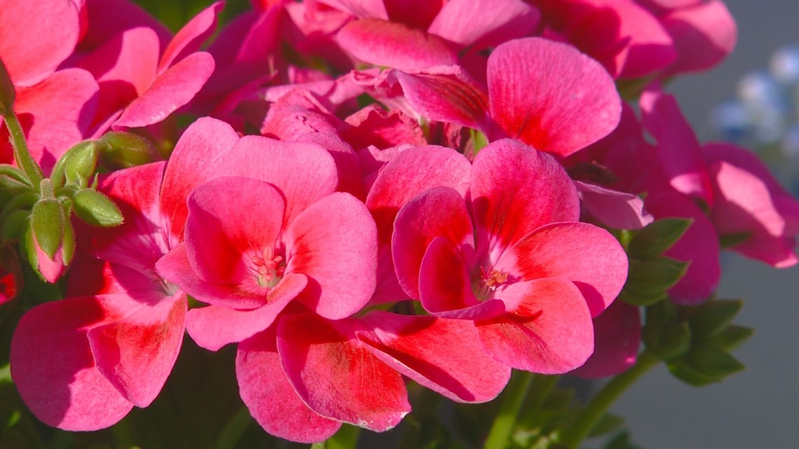 You Can Grow It: Growing beautiful geraniums and planting dates for ...