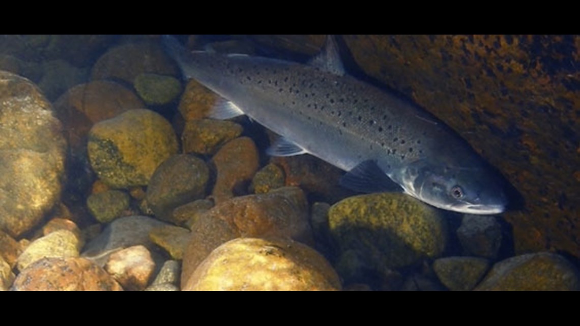 Spring chinook numbers improving after late start | ktvb.com