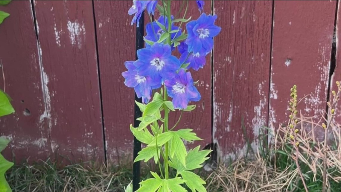 Weather Folklore with Jim Duthie | ktvb.com