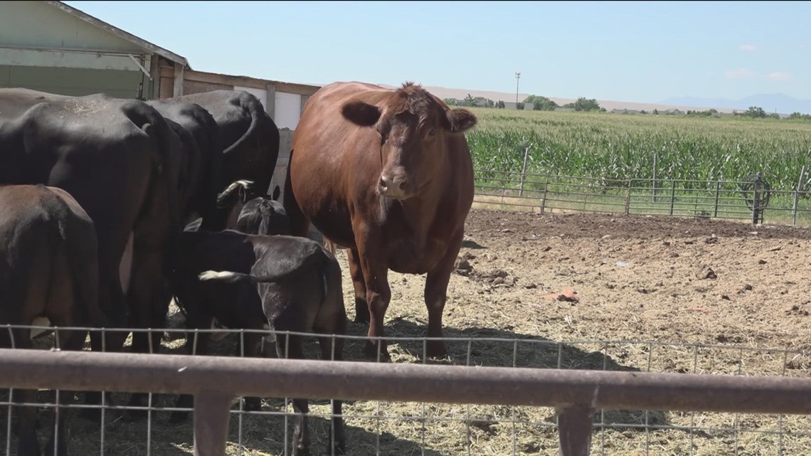 Idaho Cattle Foundation launches livestock education grants | ktvb.com
