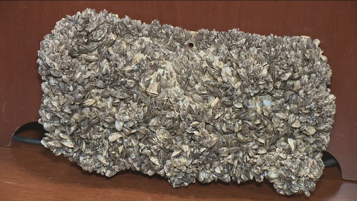 Idaho State Department starts quagga mussel treatment | ktvb.com