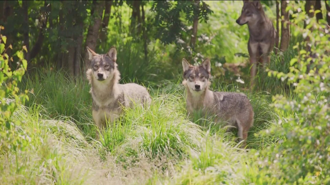 Idaho anti-wolf legislation leads petition disqualified funding | ktvb.com