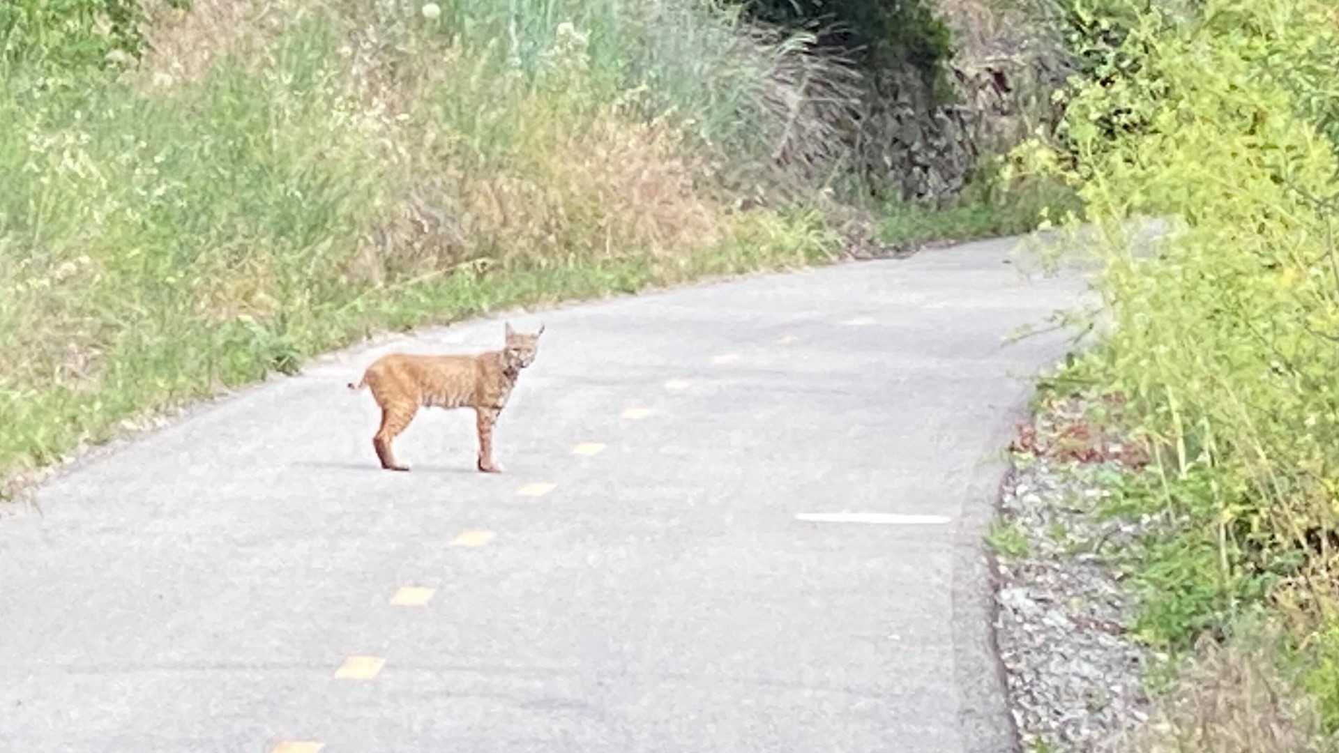 Bobcat spotted on Boise Greenbelt | ktvb.com