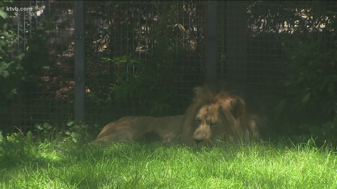 How Boise Zoo plans to keep their animals safe in historically high ...