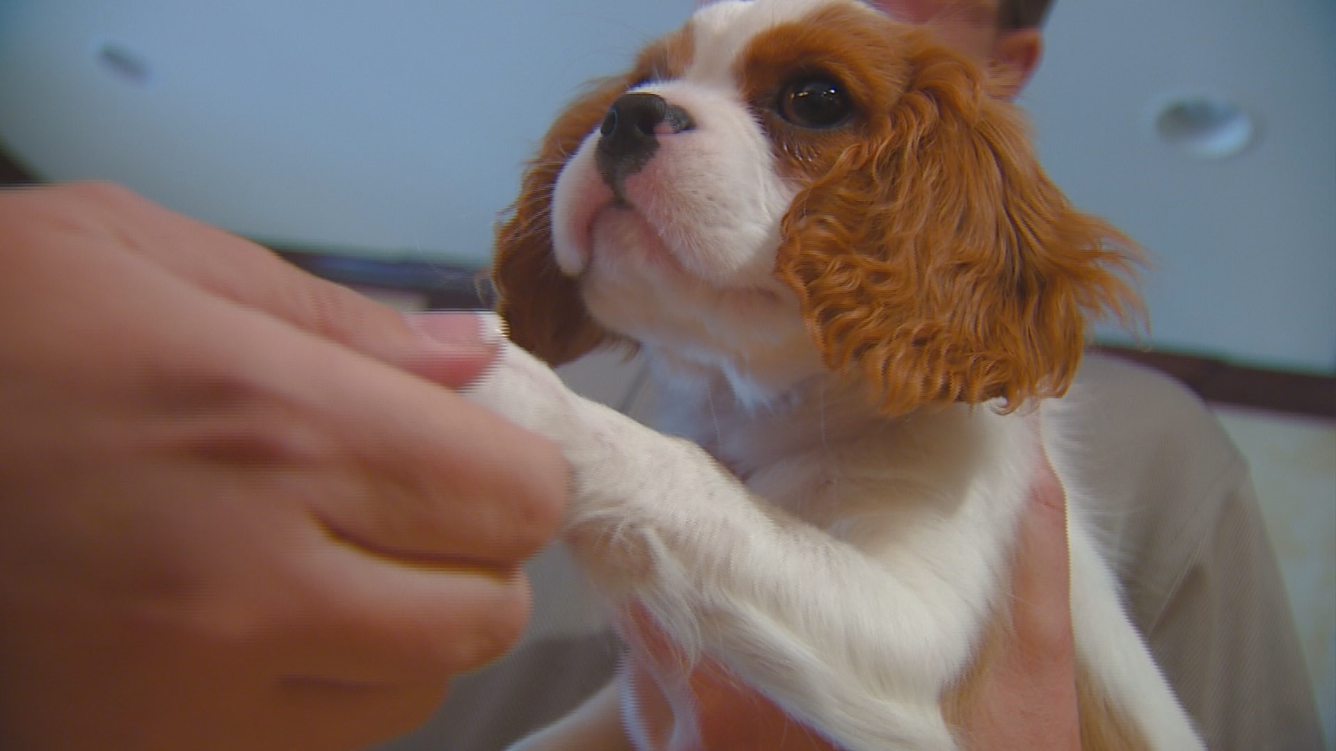 Cancer survivor who inspired Trevor's Law says goodbye to 'chemo dog ...