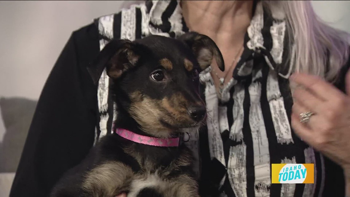 Precious Puppy Up For Adoption! | ktvb.com