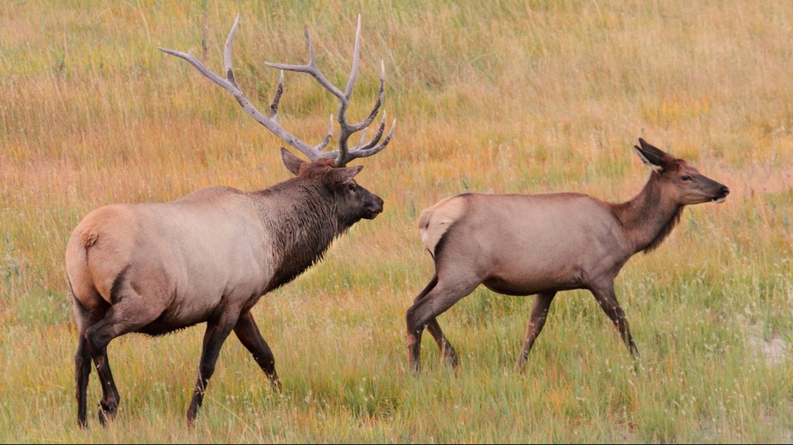 Elk hoof disease found in Idaho for 1st time, officials say | ktvb.com