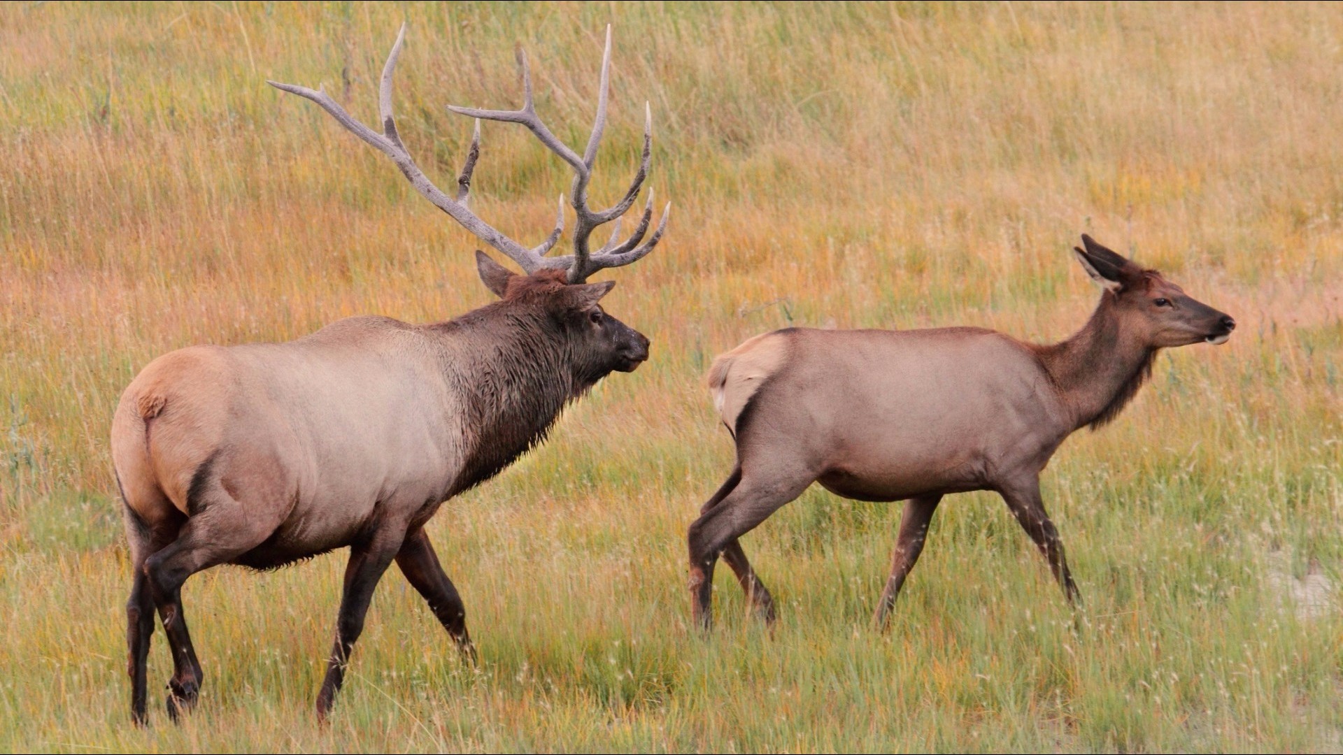 Elk hoof disease found in Idaho for 1st time, officials say | ktvb.com